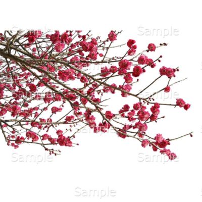 桜素材 – sozaiya.com