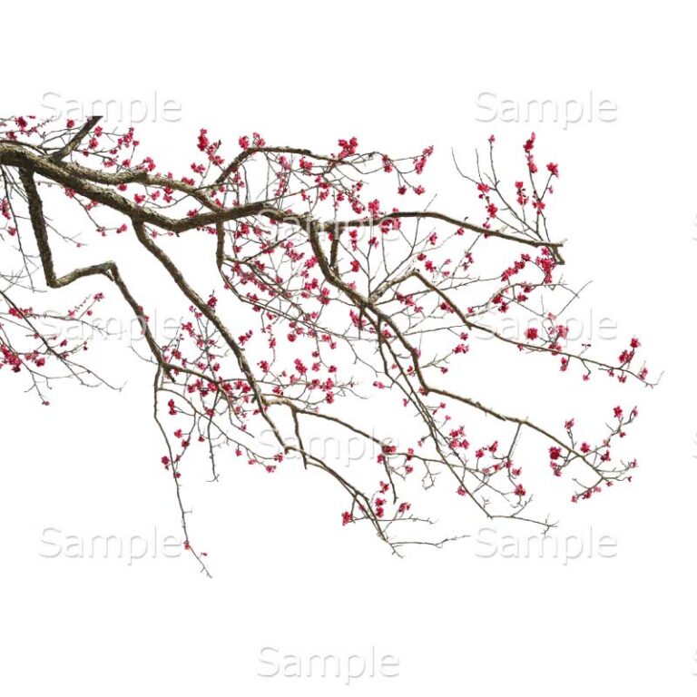 桜素材 – sozaiya.com