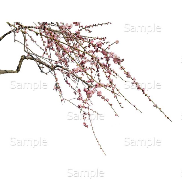 桜素材 – sozaiya.com