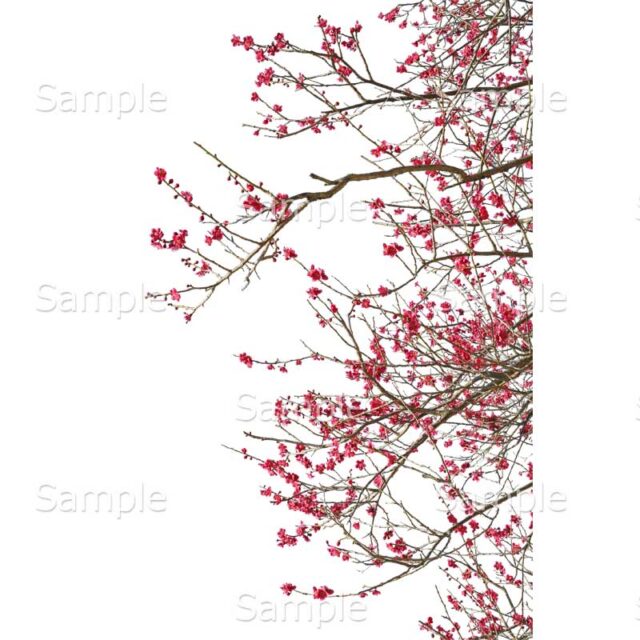 桜素材 – sozaiya.com