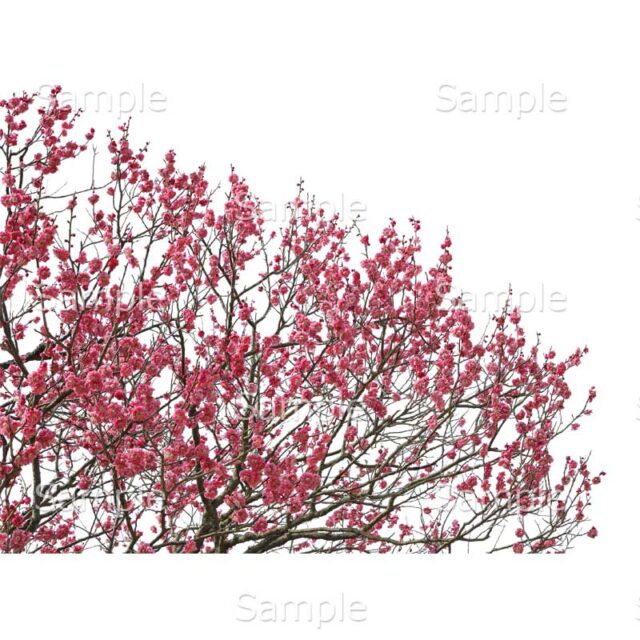 桜素材 – sozaiya.com