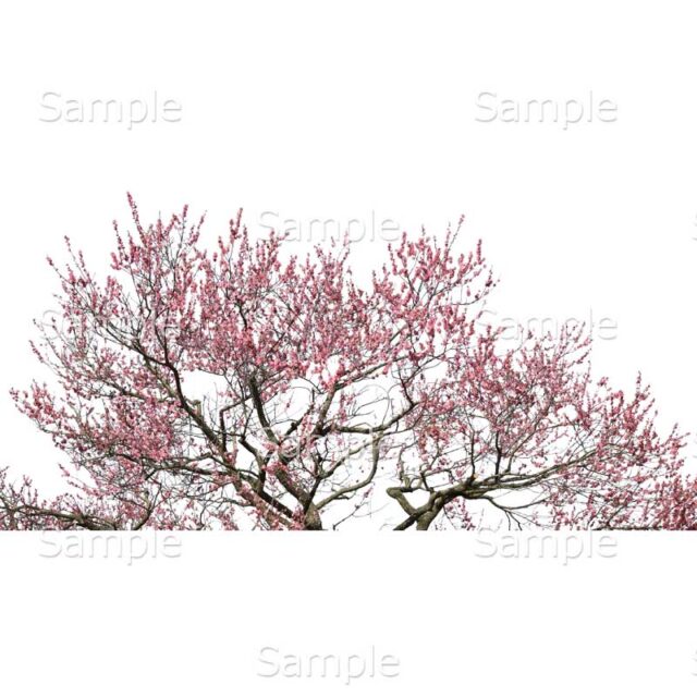 桜素材 – sozaiya.com