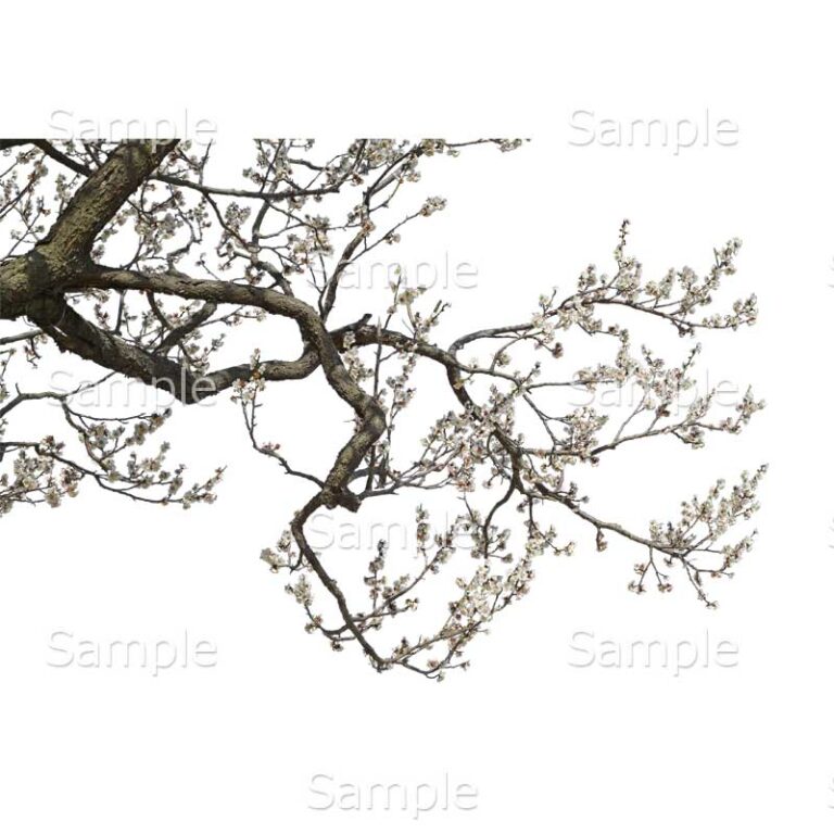 桜素材 – sozaiya.com