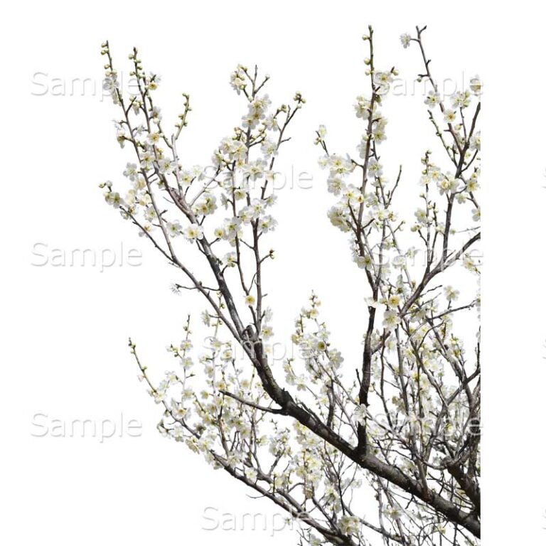 桜素材 – sozaiya.com