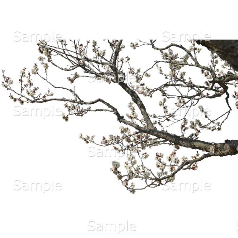 桜素材 – sozaiya.com