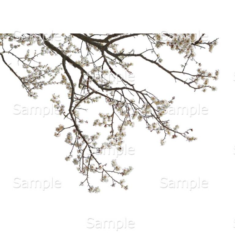 桜素材 – sozaiya.com