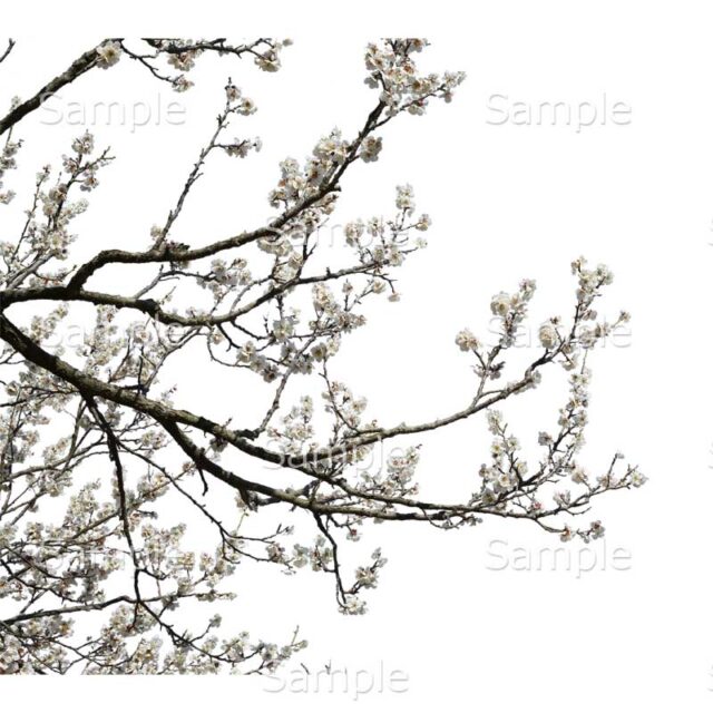 桜素材 – sozaiya.com