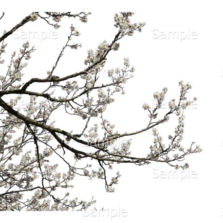 桜素材 – sozaiya.com