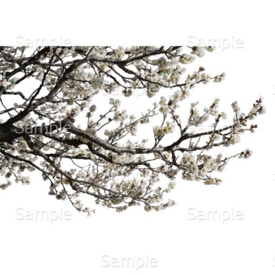 桜素材 – sozaiya.com