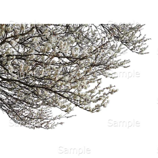 桜素材 – sozaiya.com