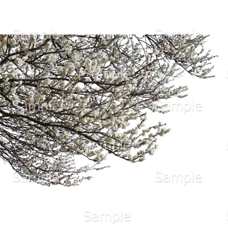 桜素材 – sozaiya.com