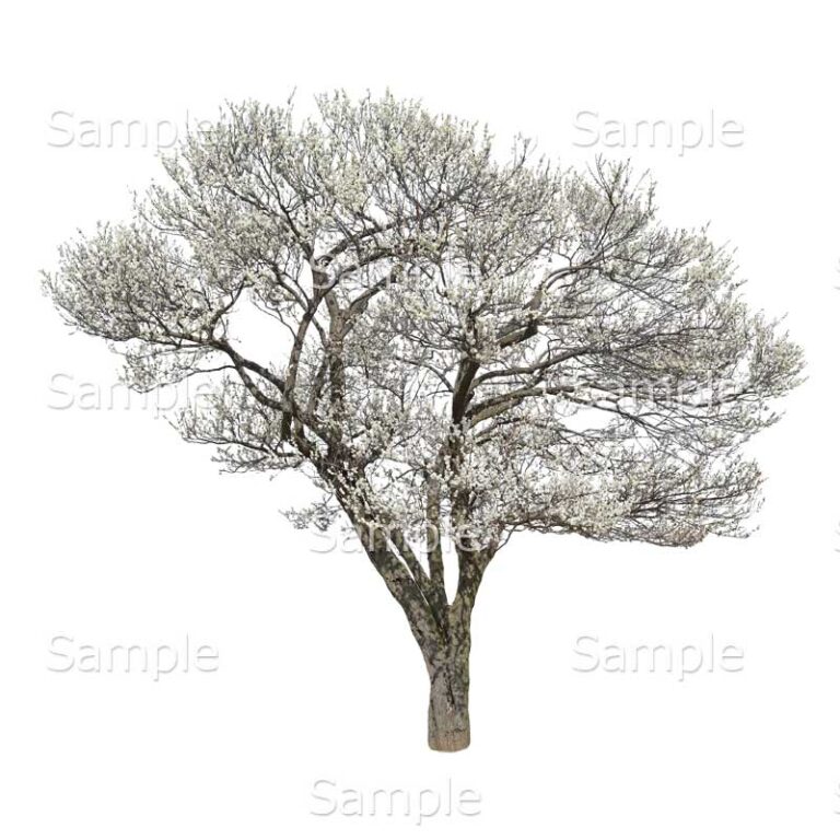 桜素材 – sozaiya.com