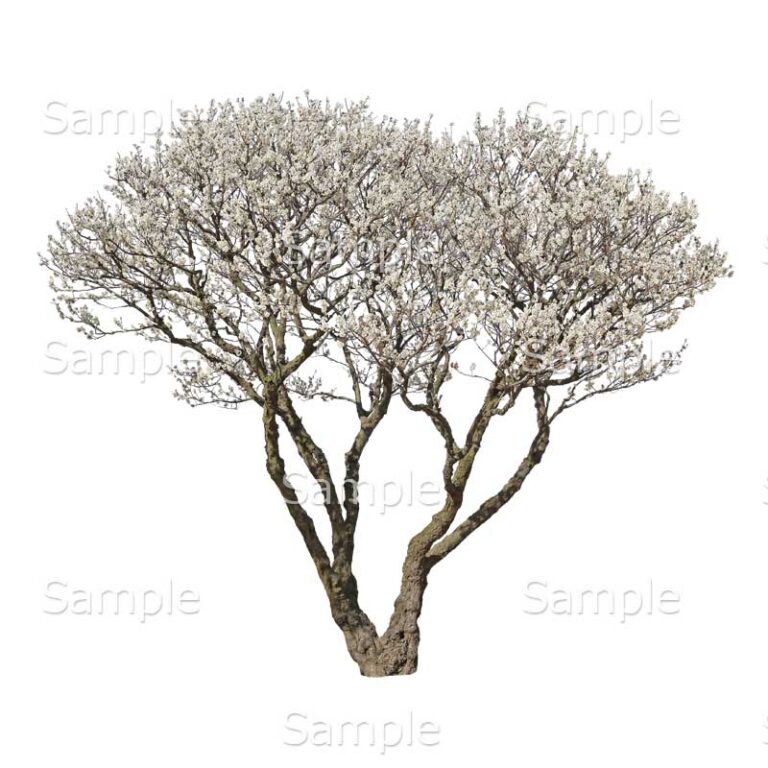 桜素材 – sozaiya.com