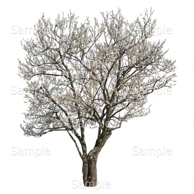 桜素材 – sozaiya.com