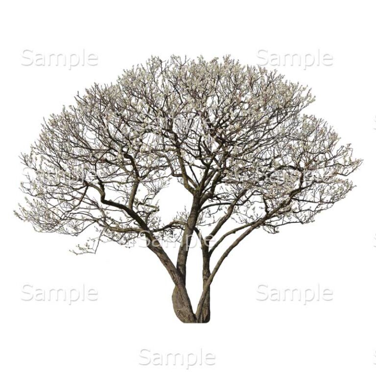 桜素材 – sozaiya.com