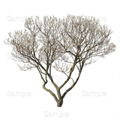 桜素材 – sozaiya.com