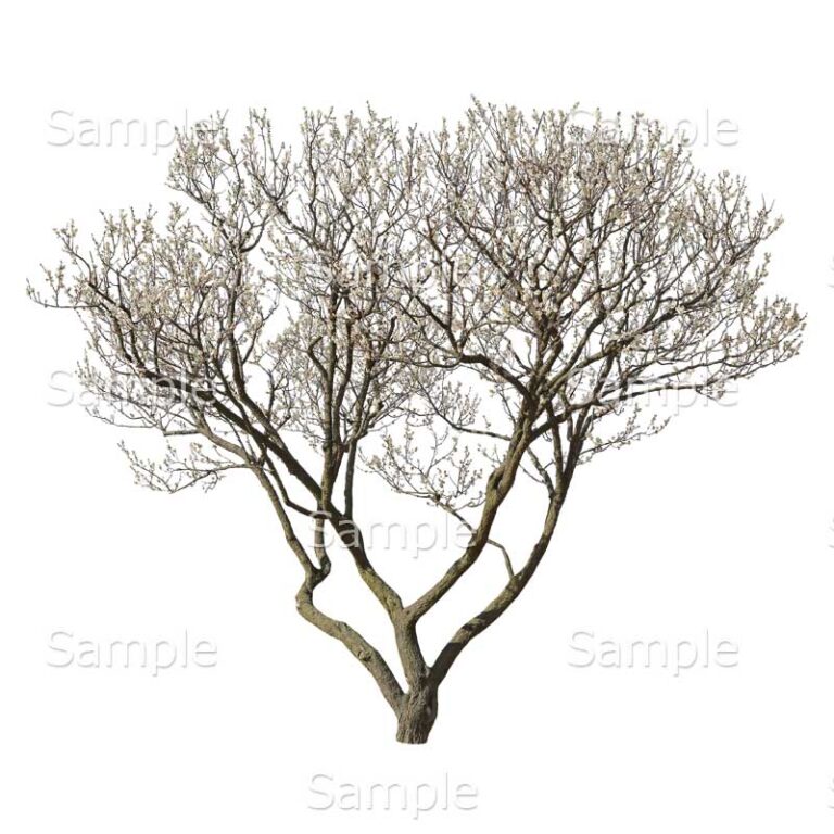 桜素材 – sozaiya.com