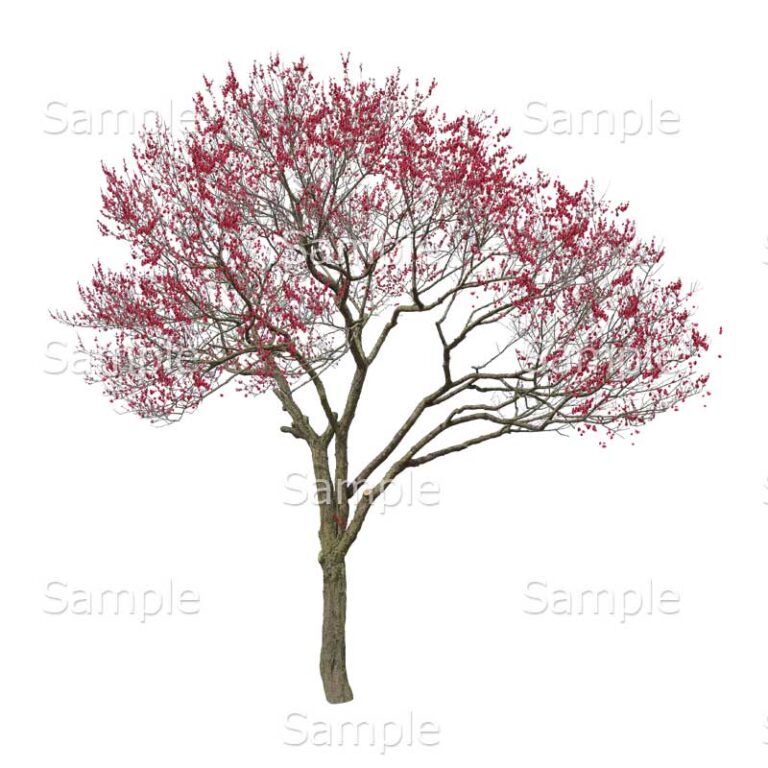 桜素材 – sozaiya.com