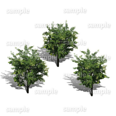 樹木素材 – ページ 2 – sozaiya.com