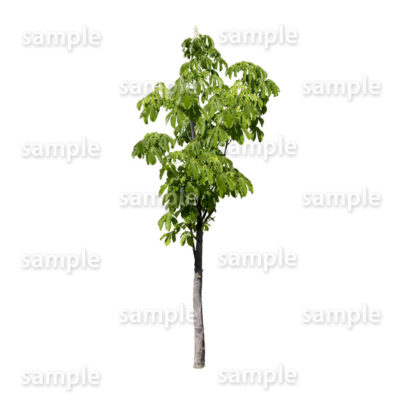 樹木素材 – ページ 4 – sozaiya.com
