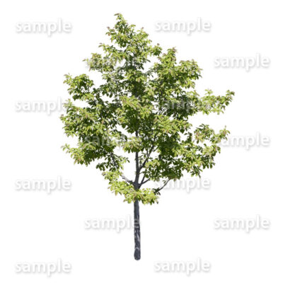 樹木素材 – sozaiya.com