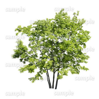 樹木素材 – ページ 4 – sozaiya.com