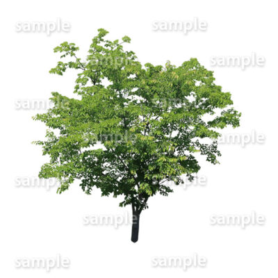 sozaiya.com – 人物剪纸/树木素材免费/人物插画/建筑CG素材网站