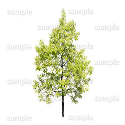 樹木素材 – ページ 4 – sozaiya.com