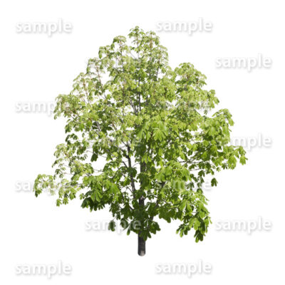 樹木素材 – ページ 7 – sozaiya.com