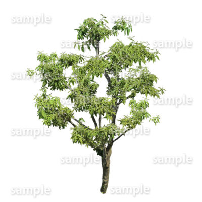 树木材料 – sozaiya.com