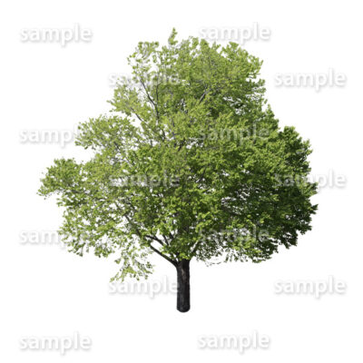 樹木素材 – ページ 7 – sozaiya.com