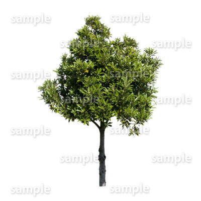 Bird_tree_25 – sozaiya.com