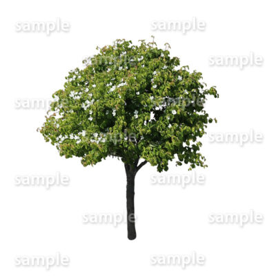 樹木素材 – ページ 2 – sozaiya.com