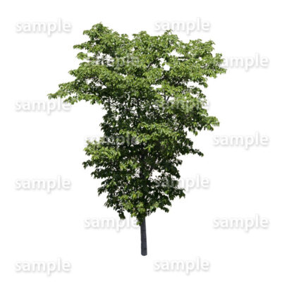 Bird_tree_27 – sozaiya.com