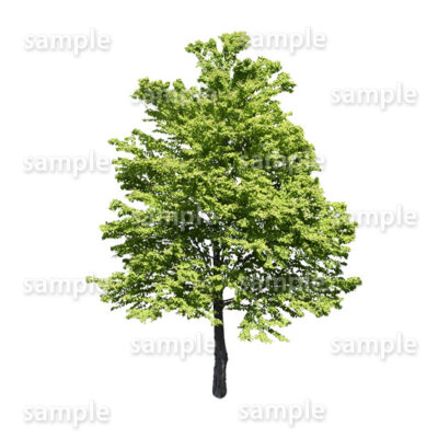 Bird_tree_28 – sozaiya.com