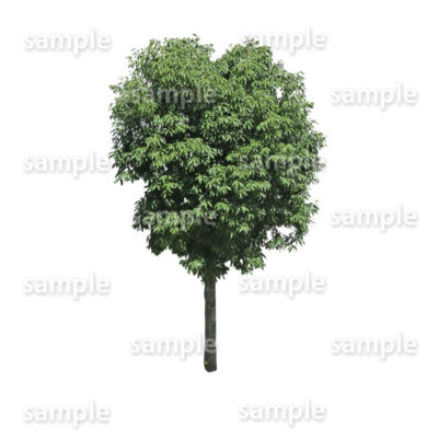 Bird_tree_32 – sozaiya.com