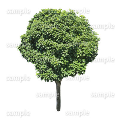 Bird_tree_34 – sozaiya.com