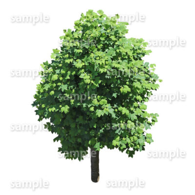 Bird_tree_37 – sozaiya.com