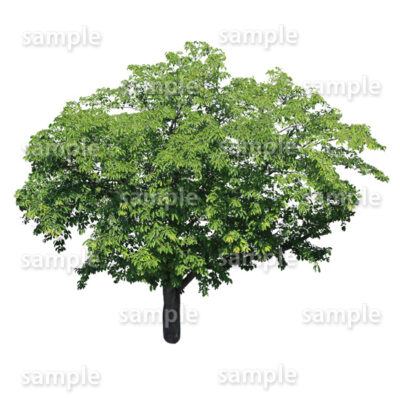 樹木素材 – ページ 3 – sozaiya.com