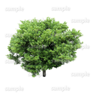 Bird_tree_41 – sozaiya.com