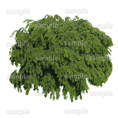 樹木素材 – sozaiya.com