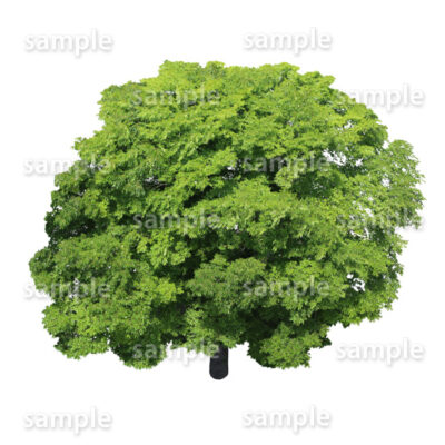 Bird_tree_43 – sozaiya.com