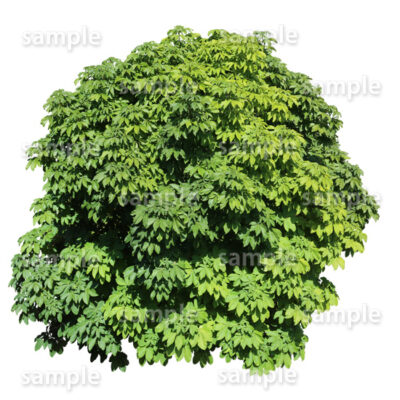 树木材料 – sozaiya.com