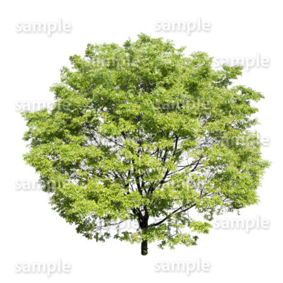 Bird_tree_46 – sozaiya.com