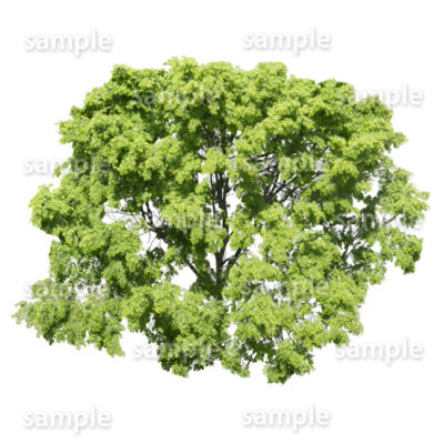Bird_tree_47 – sozaiya.com