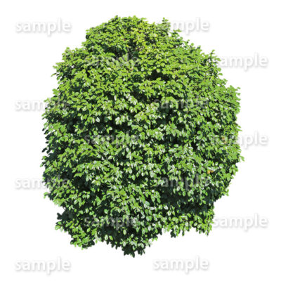 Bird_tree_48 – sozaiya.com