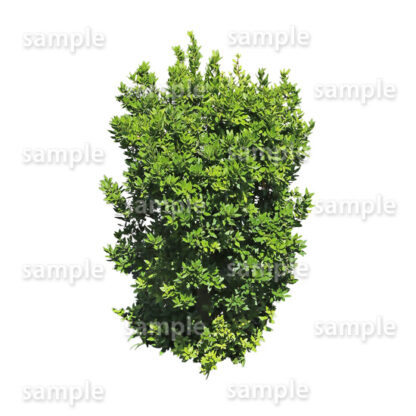 Bird_tree_49 – sozaiya.com