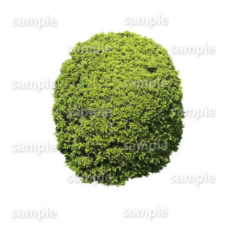 Bird_tree_51 – sozaiya.com