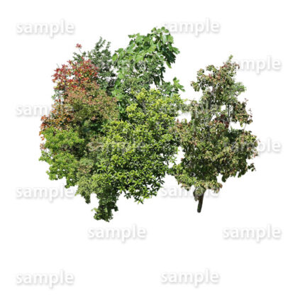 Bird_tree_52 – sozaiya.com