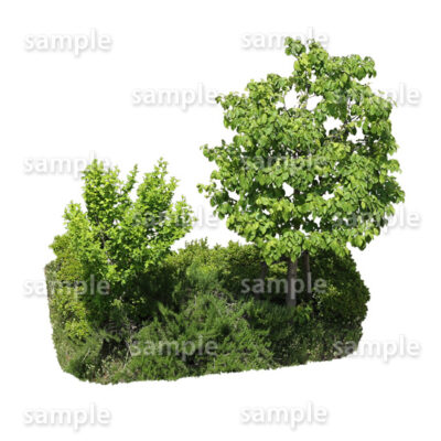 Bird_tree_55 – sozaiya.com